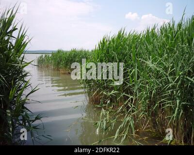 Lake Velence, Velencei-tó, Welenzer See, Fejér county, Hungary ...