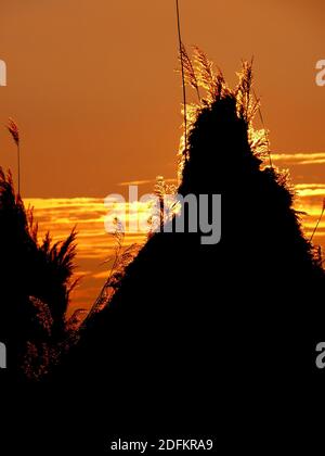 Lake Velence, Velencei-tó, Welenzer See, Fejér county, Hungary ...