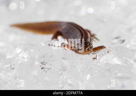 Triton on the ice in the hydrogel Stock Photo - Alamy