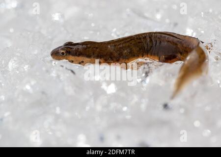 Triton on the ice in the hydrogel Stock Photo - Alamy