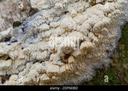 Split Porecrust Fungus, Schizopora paradoxa, Schizoporaceae. Growing on ...