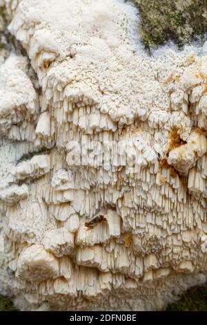Split Porecrust Fungus, Schizopora paradoxa, Schizoporaceae. Growing on ...