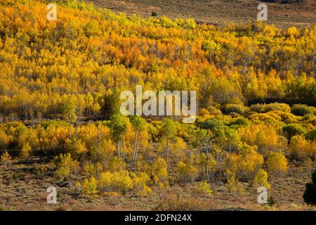 Quaking aspen in autumn, Steens Mountain Cooperative Management and ...