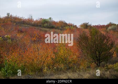 A beautiful shot of discolored leaf of the tree during the autumn ...