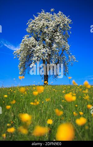 Pear tree, Zurich Oberland, Switzerland Stock Photo - Alamy