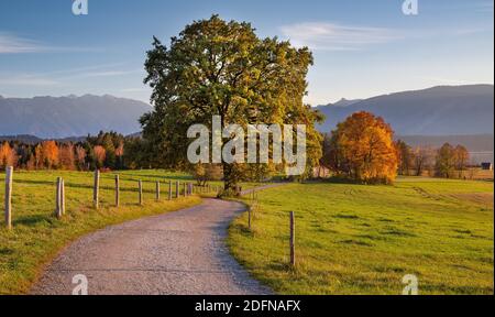 Autumn landscape with hiking trail at Staffelsee, Uffing am Staffelsee ...