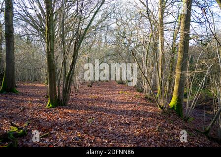 Part of the Wey South Path public footpath through Fir Tree Copse ...