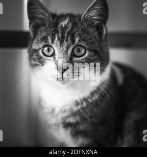 Big gray stray cat resting on steet outdoors in summer Stock Photo - Alamy