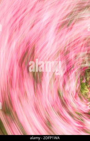 Artsy swirl motion blurred pink tulips Stock Photo - Alamy