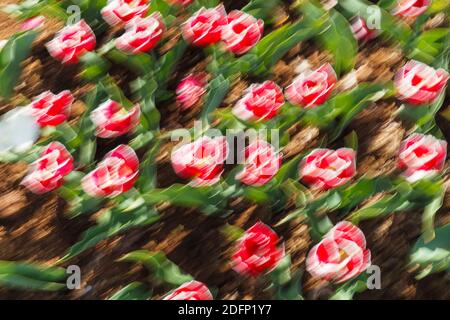 Artsy motion blurred pink tulips Stock Photo - Alamy