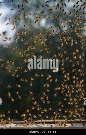 Yellow swarming fly / Chloropid fly (Thaumatomyia notata) aggregation ...
