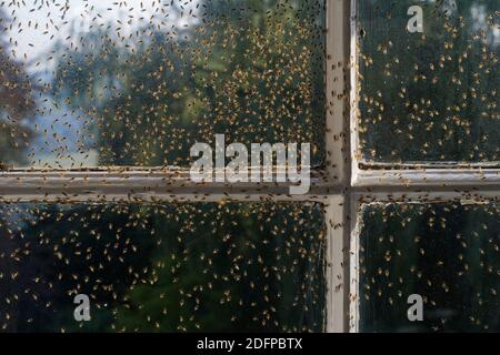 Yellow swarming fly (Thaumatomyia notata) aggregation and some Cluster ...