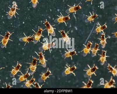 Yellow swarming fly / Chloropid fly (Thaumatomyia notata) aggregation ...