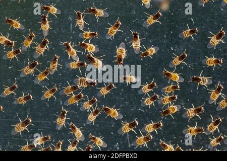 Yellow swarming fly / Chloropid fly (Thaumatomyia notata) aggregation ...