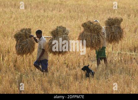 Farmer carries harvested rice paddy, in a rice agricultural field, in ...