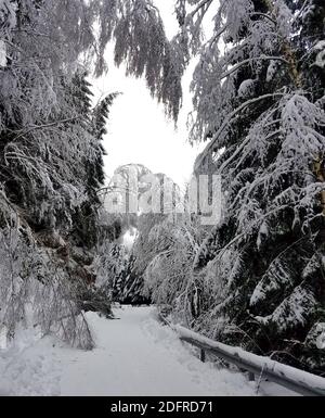 Heavy frost and snow. Forest Holidays in winter time Stock Photo - Alamy