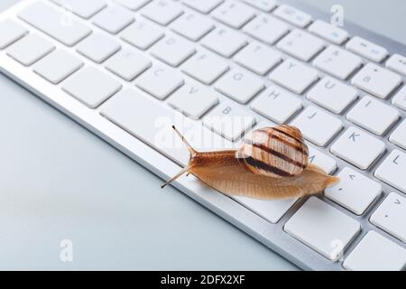 Snail crawling on computer keyboard Stock Photo - Alamy