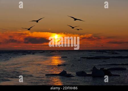 Seagull Flying @ Sunset Bering Sea Southwest AK Stock Photo - Alamy