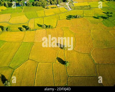 Ta Pa Rice field in mekong delta, An Giang, Vietnam Stock Photo - Alamy