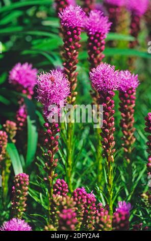 Liatris spicata 'Kobold' flowers Stock Photo - Alamy