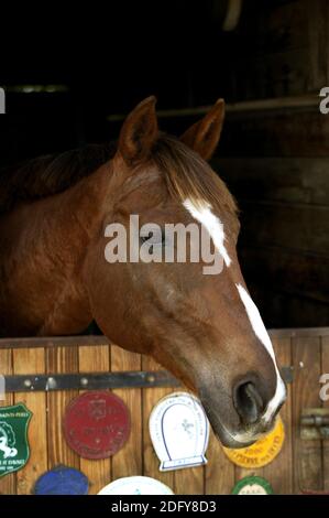 Horse at Loose Box, Normandy Stock Photo - Alamy