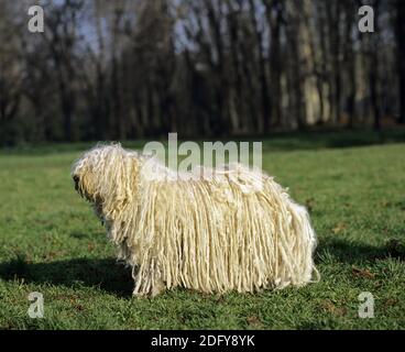 Hungarian shepherd dog standing on rotten tree with the sign of the ...
