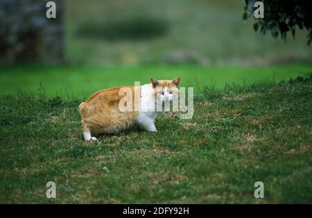 Manx Domestic Cat, Tailless Breed Stock Photo - Alamy