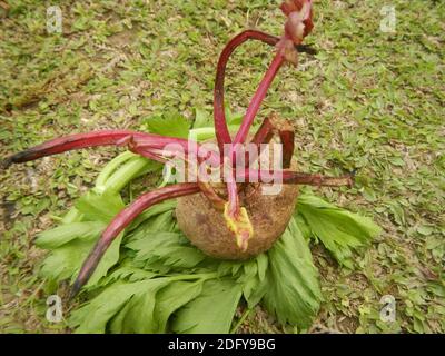 Sugar Beet (Beta vulgaris subsp. vulgaris var. altissima). A beet ...