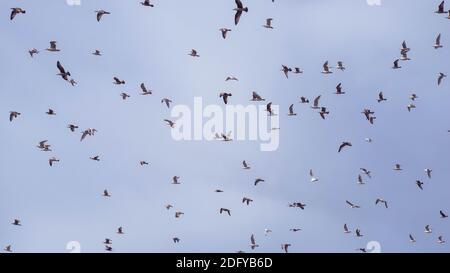 Flying flock of white gulls. A lot of birds in the sky. Wild nature ...