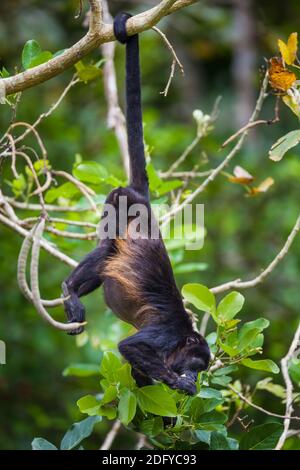 Panama wildlife with a mantled howler monkey, Alouatta palliata, inside ...