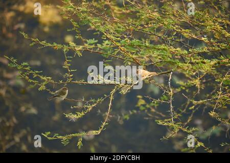 babool bird in a tree Stock Photo - Alamy