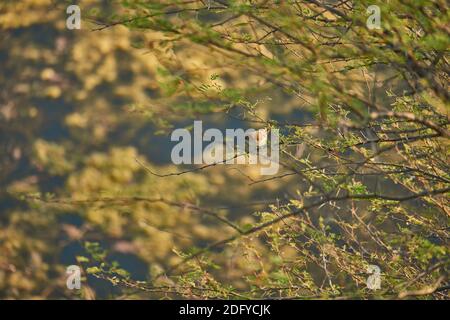 babool bird in a tree Stock Photo - Alamy