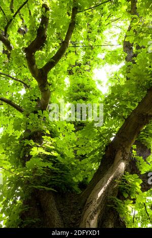old chestnut tree, Germany Stock Photo - Alamy