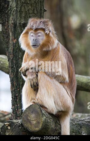 mammal monkey langur javan presbytis cristatus pyrrha Stock Photo - Alamy