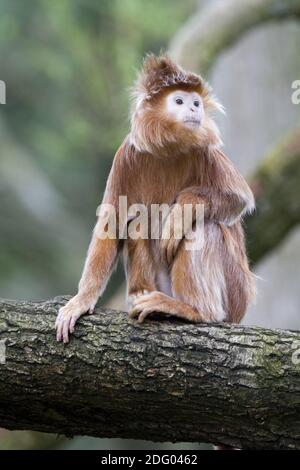 mammal monkey langur javan presbytis cristatus pyrrha Stock Photo - Alamy