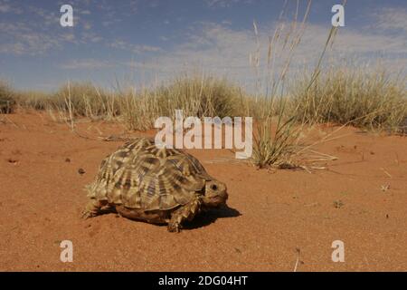 Serrated tortoise or Kalahari tent tortoise, Psammobates oculiferus ...