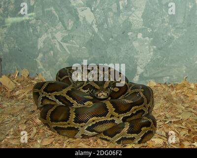 Python in a reptile house at a zoo in Sydney, Australia coiled in its ...