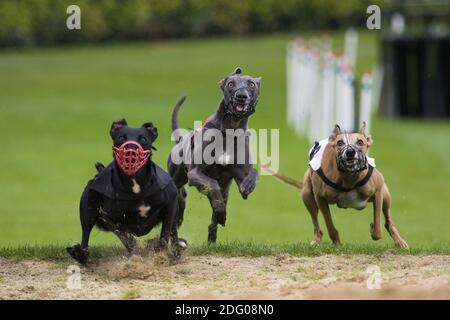 Three dogs at the greyhound racing Stock Photo - Alamy