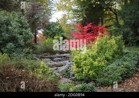 Stream bed and forest during autumn season Stock Photo - Alamy