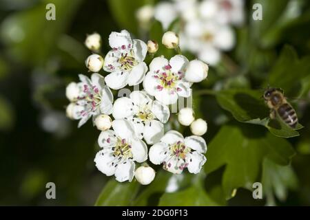 Midland Hawthorn Crataegus laevigata blossom spring Warwickshire colour ...