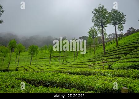 Munnar Tea plantation. Best Tea plants In Munnar, Kerala, India Stock ...