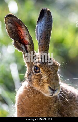 Europäischer Feldhase, (Lepus europaeus Stock Photo - Alamy