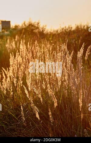 sunlight, grain, sun ray, sun rays, sunbeam, sunbeams, sunlights ...