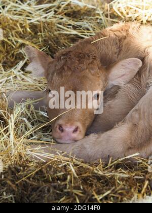A head shot of a very young calf laying down on a straw bed Stock Photo ...