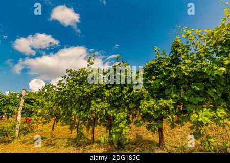Prosecco Hills, vineyards landscape and Credazzo Towers on the left ...
