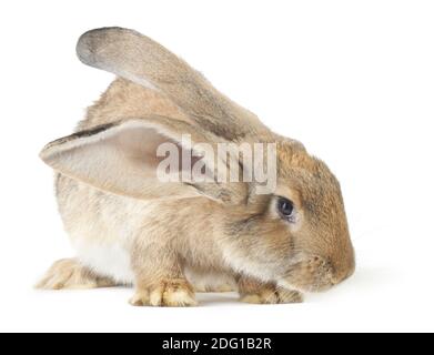Big red rabbit Stock Photo - Alamy