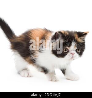 Tortoiseshell Persian Domestic Cat, Female against White Background ...