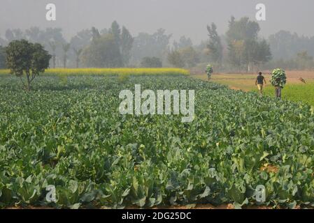 Pakistani farmars busy in their routine work at Cauliflower,s fileld ...