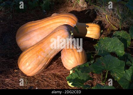 A pile of ripe freshly picked long pumpkins on a straw-covered ground ...