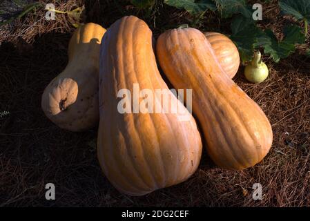 A pile of ripe freshly picked long pumpkins on a straw-covered ground ...